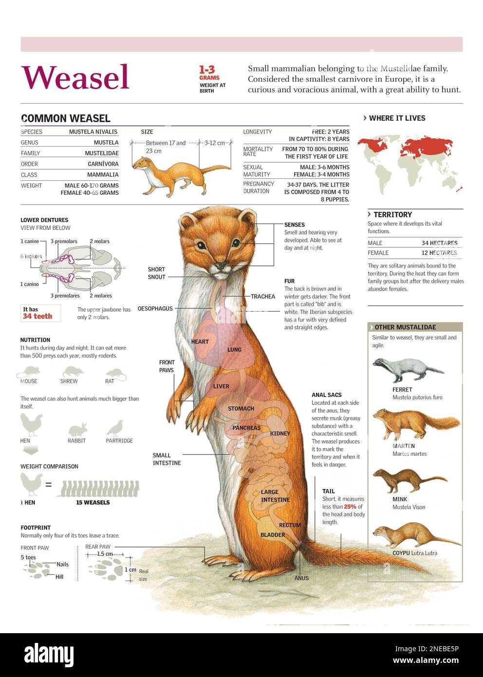 Infographics of the anatomy, habitat and food of the weasel. [Adobe ...