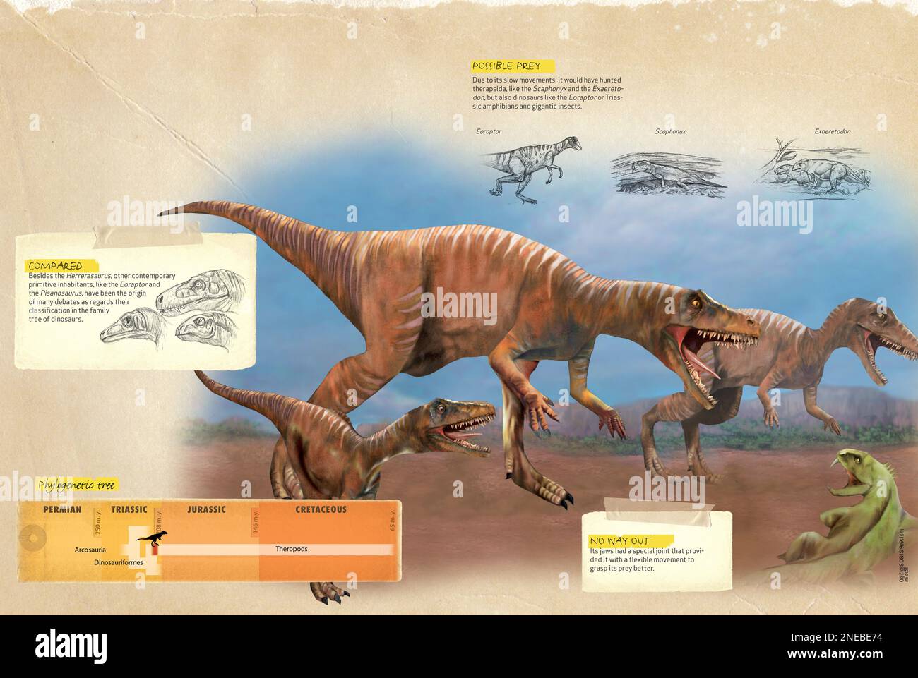 Infographics about the hunting techniques and physical adaptations of ...