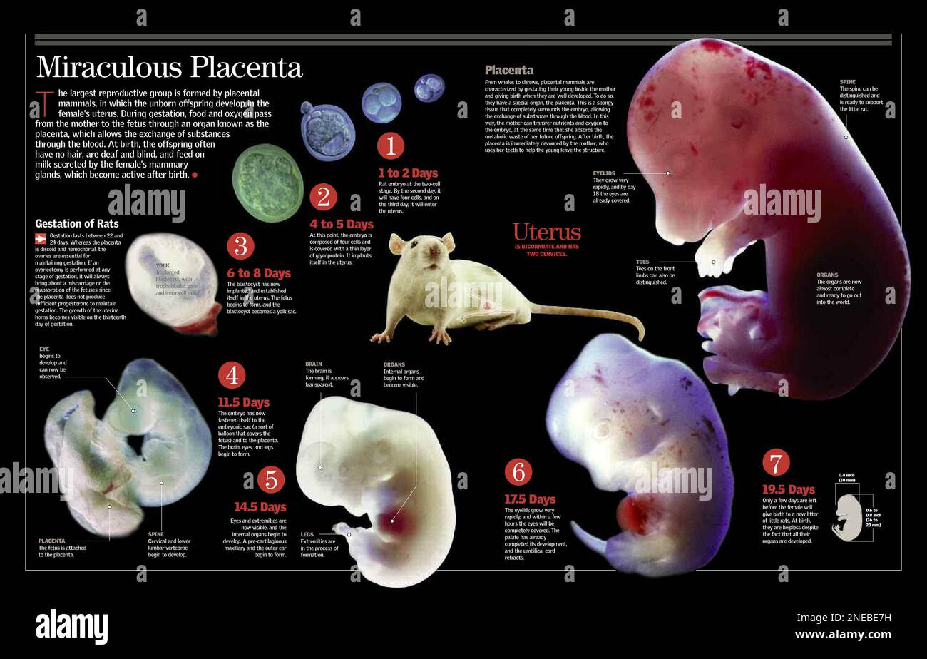 Infographic on placental gestation. [QuarkXPress (.qxp); 6259x4015 ...