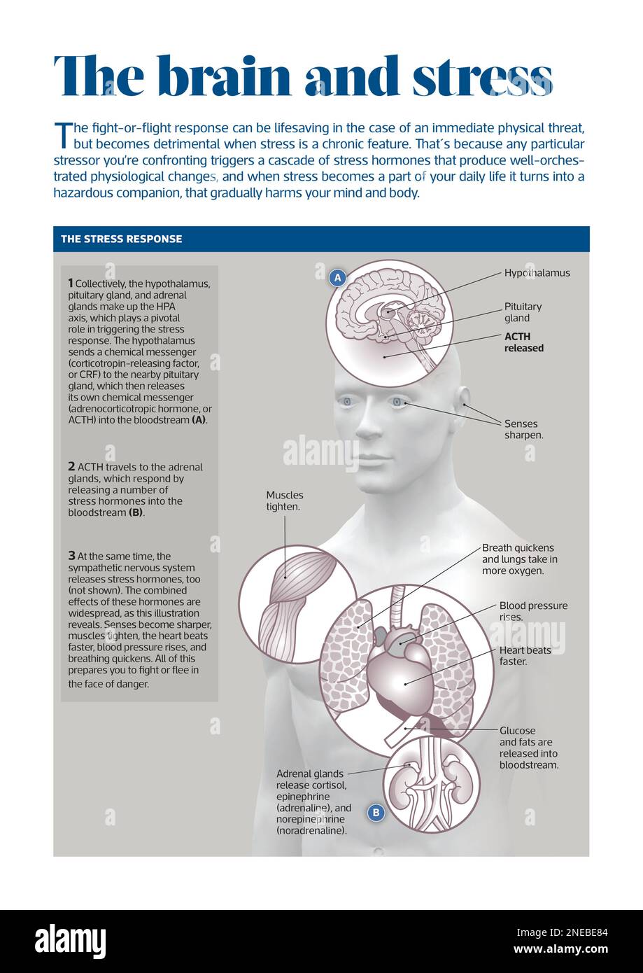 Infographic that shows how the human body responds to stress. [Adobe ...