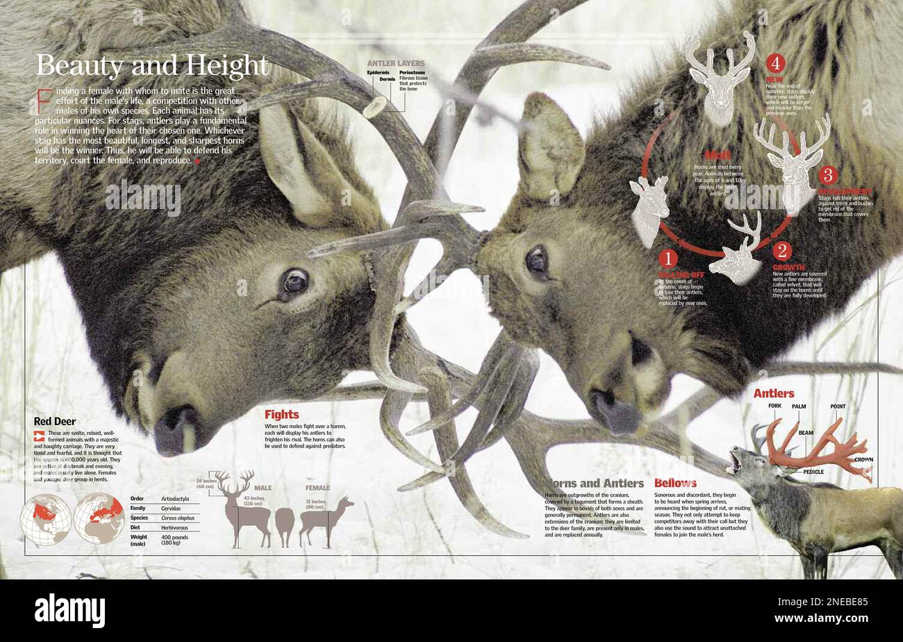 Infographic on the male deer in the rutting season. [QuarkXPress (.qxp ...