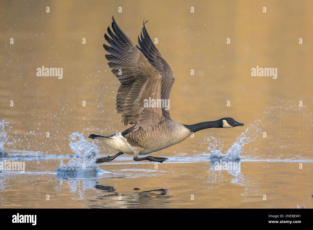 Goose in a hurry. A male Canada Goose (branta canadensis) skips across ...