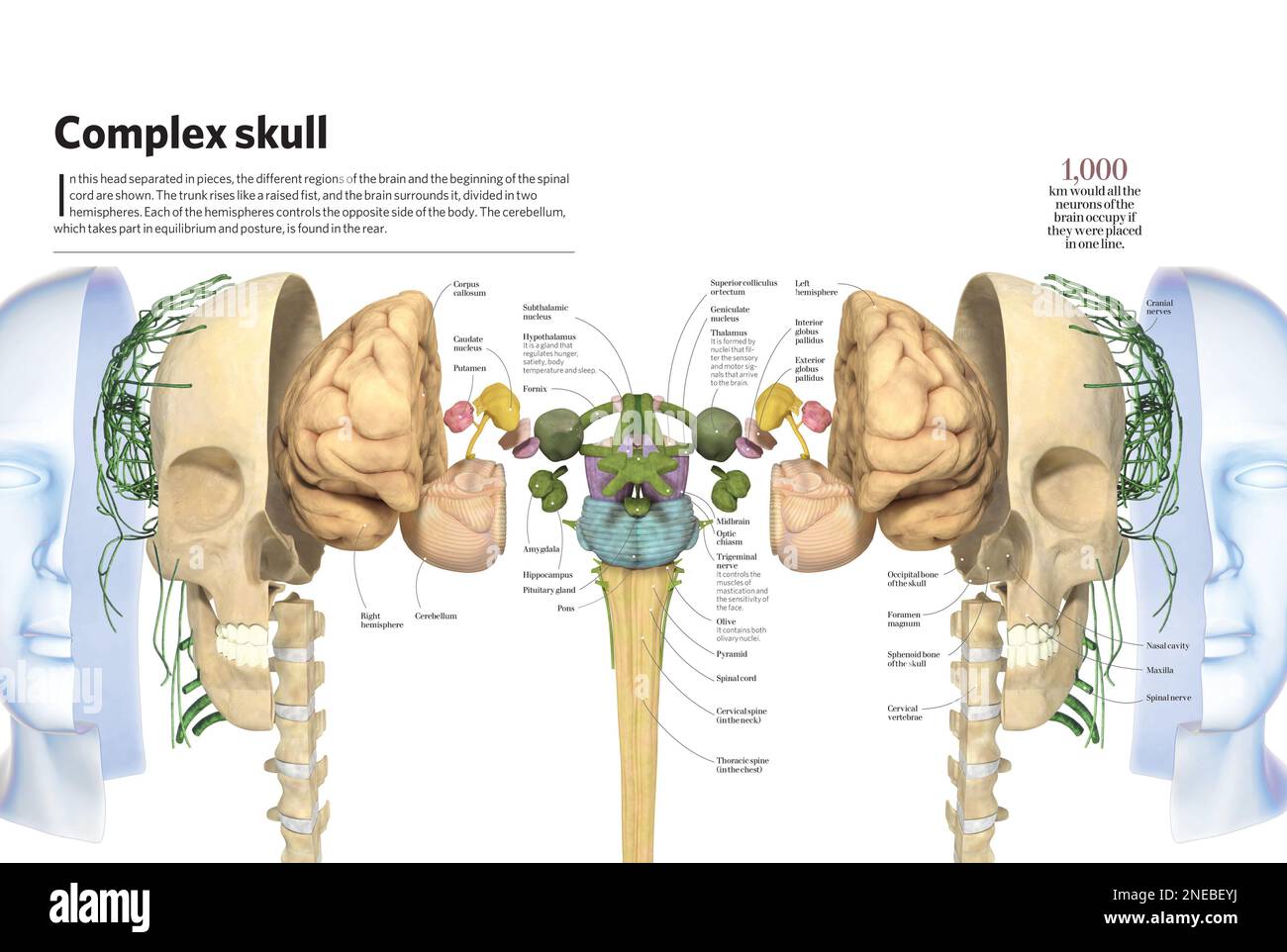Infographic about the skull, the regions of the brain and the stem of ...