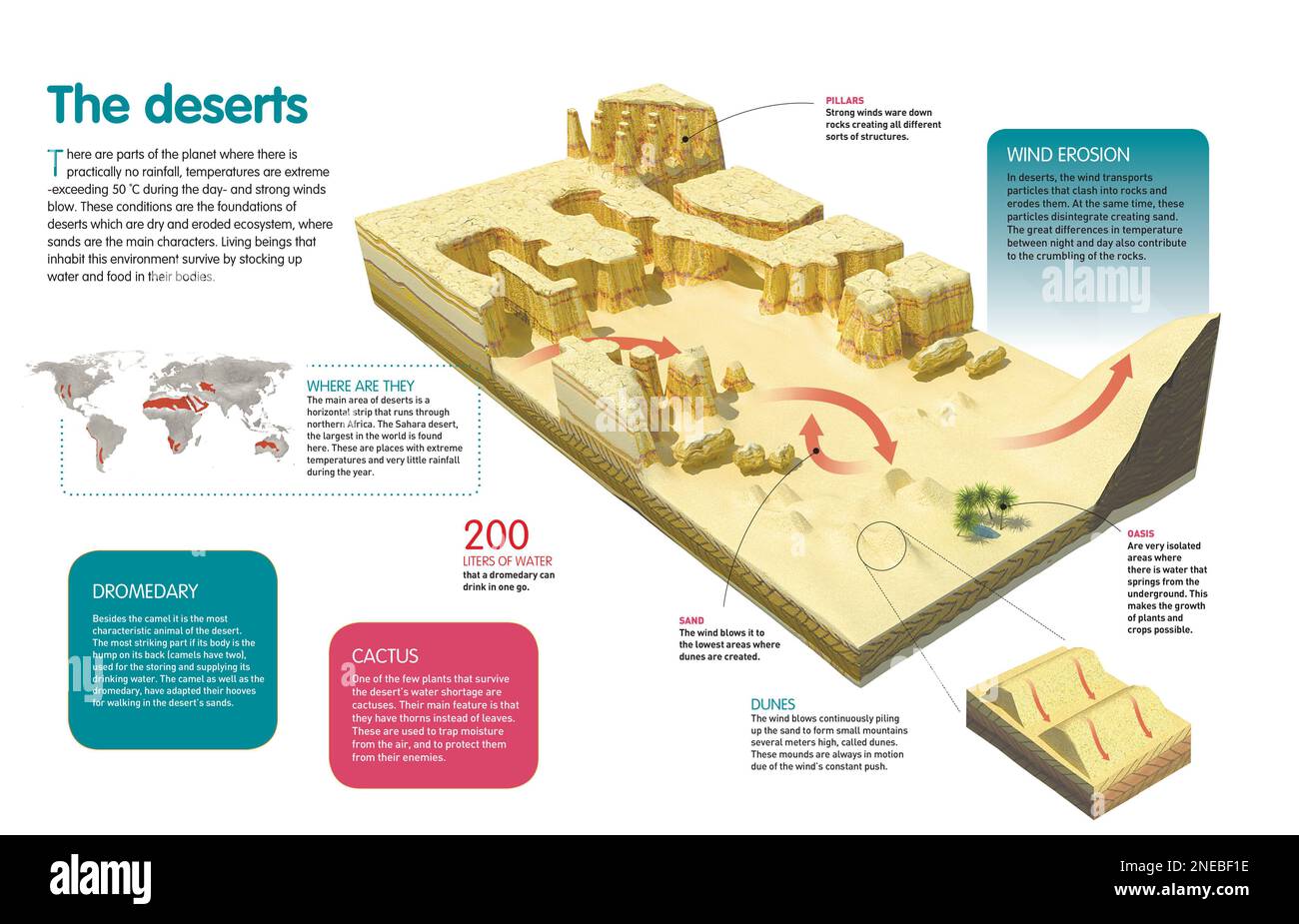 Infographic that describes the ecosystem of deserts, its physical ...