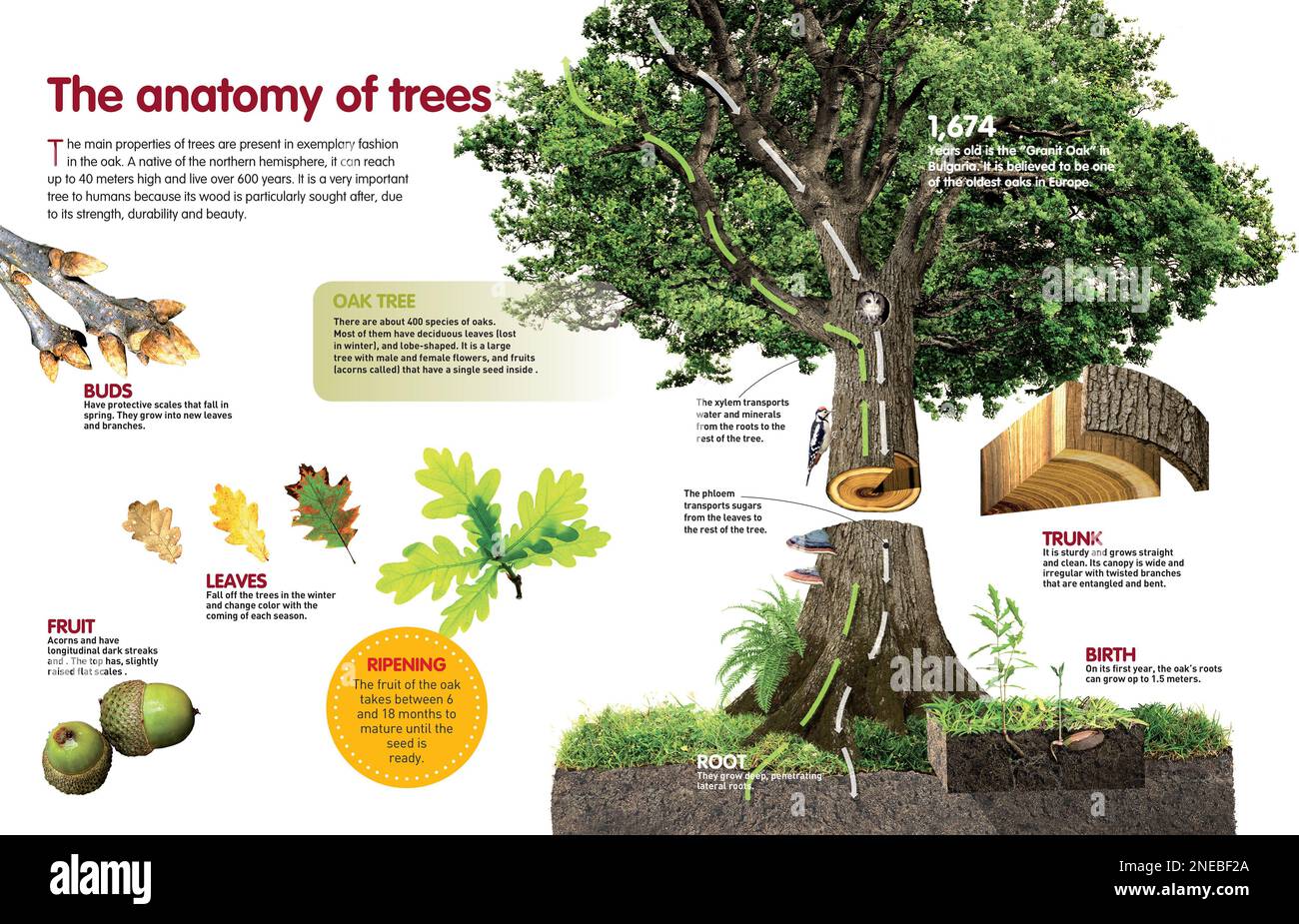 Infographic of the structure of a tree. [QuarkXPress (.qxp); Adobe ...