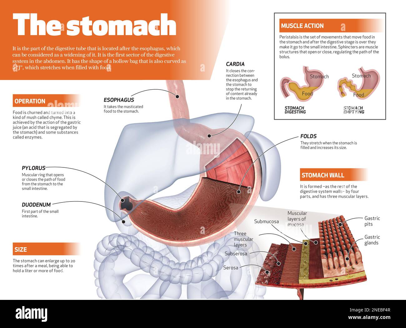 Infography on the human stomach. [Adobe InDesign (.indd); 4795x3543 ...