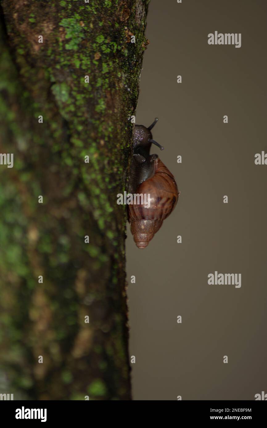 Silhouette of Giant African Snail (Achatina fulica) on tree trunk ...