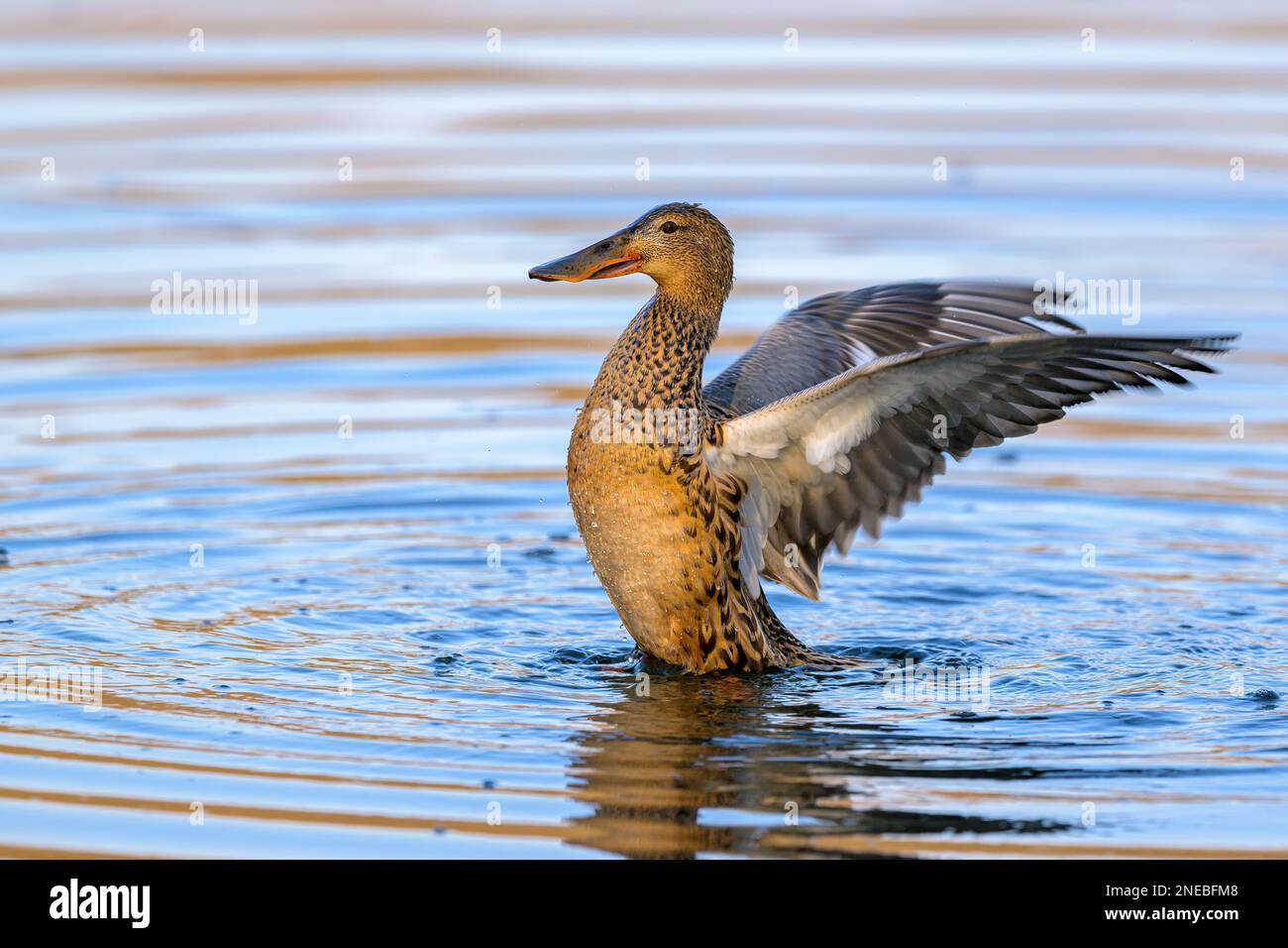 A female Northern Shoveler (Spatula clypeata) rises out of the dark ...