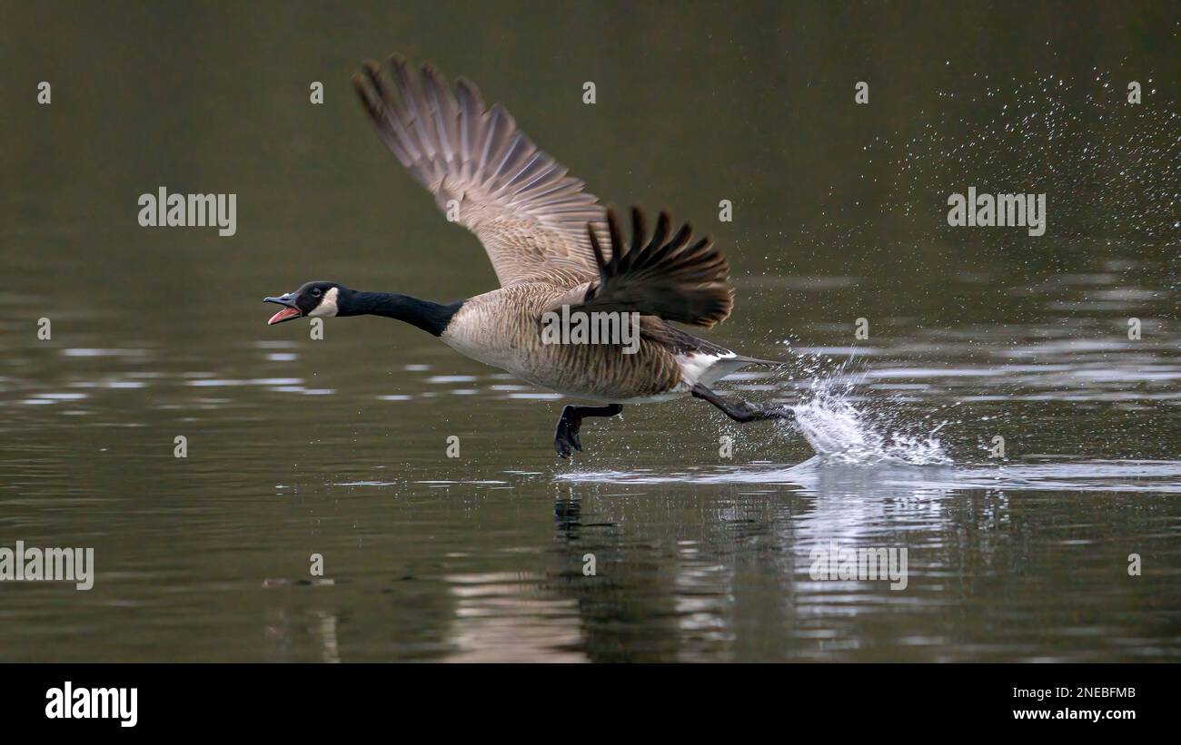 Chase in water hi-res stock photography and images - Alamy