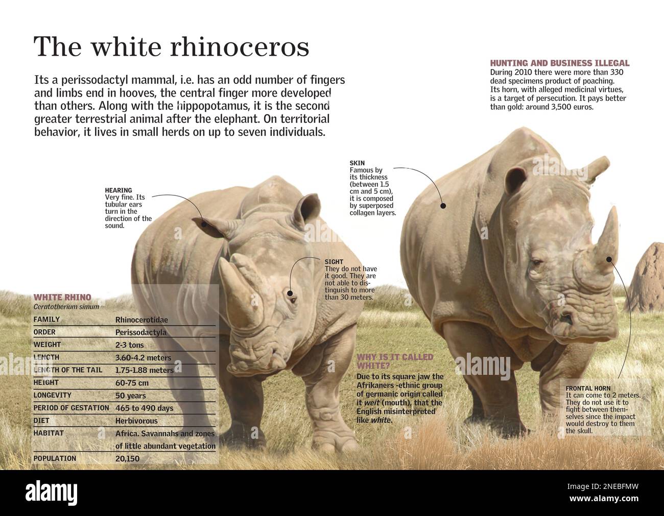 Infographic about the morphology of the white rhinoceros (Ceratotherium ...