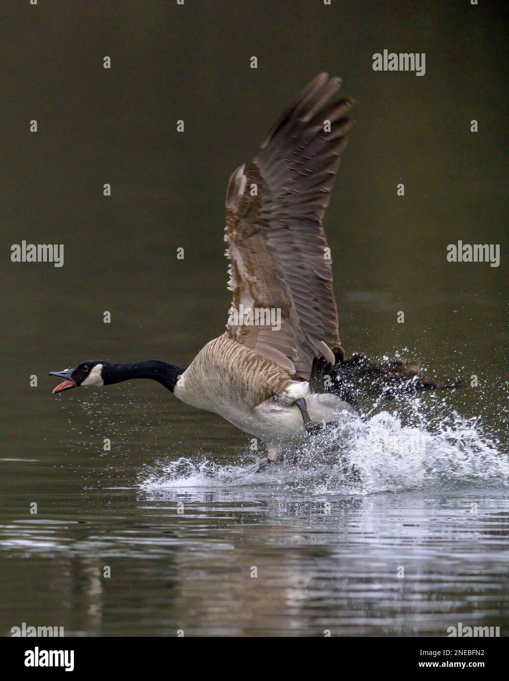 A charging Canada Goose (branta canadensis) splashes its way across a ...