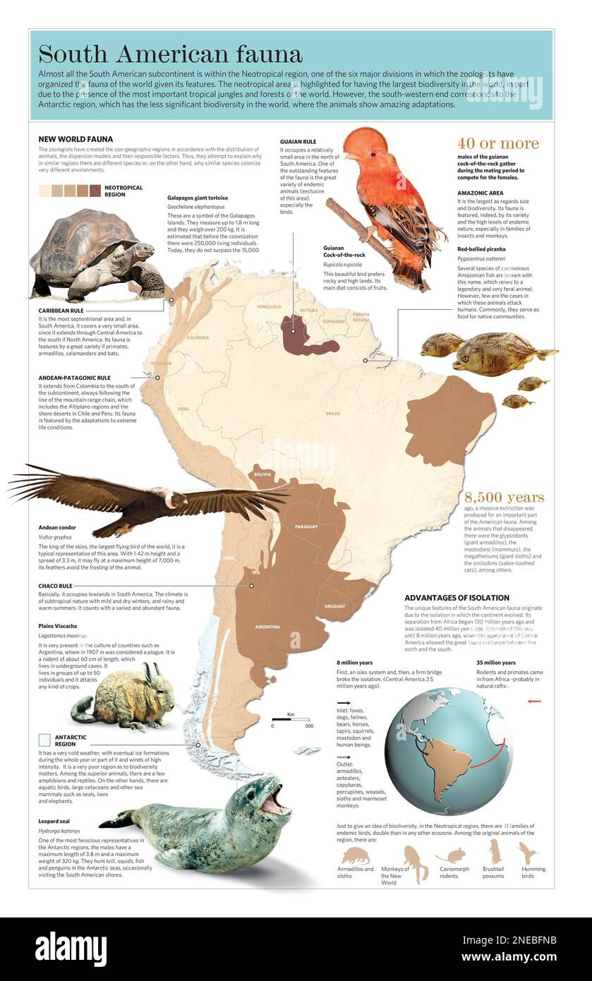 Infographic on the fauna of South America and its distribution in the ...