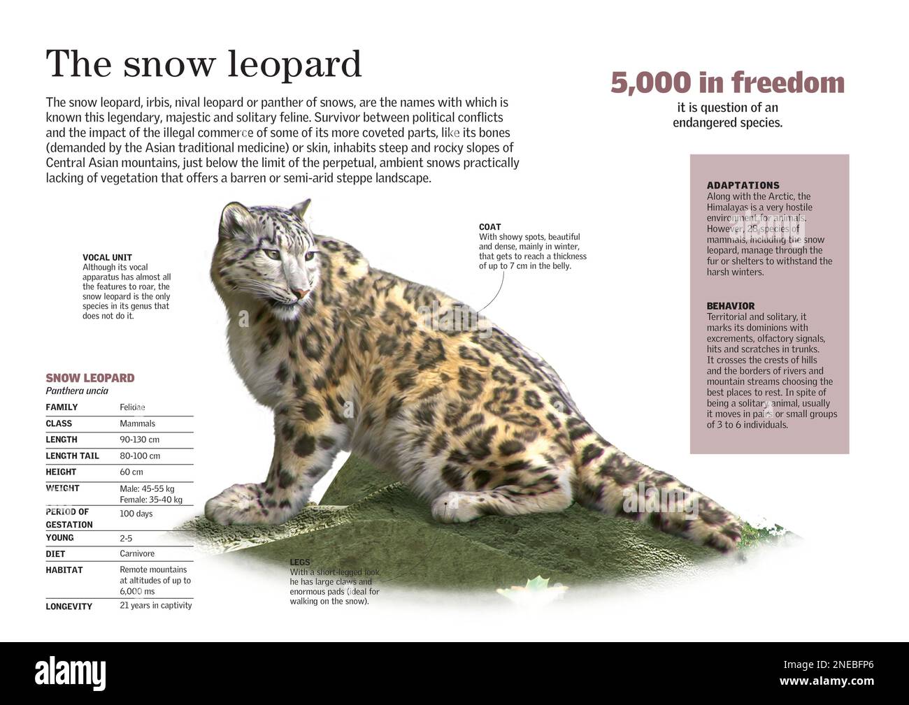Infographic about the morphology, adaptation to the weather of the ...