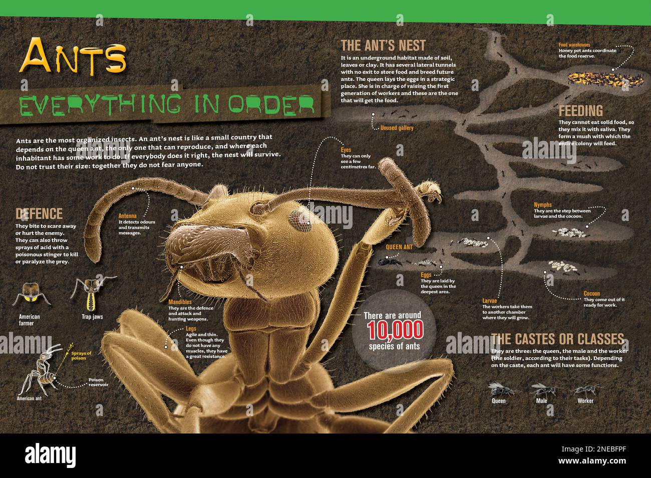 Infographic about ants: anatomy, castes, defence and ant's nest. [Adobe ...