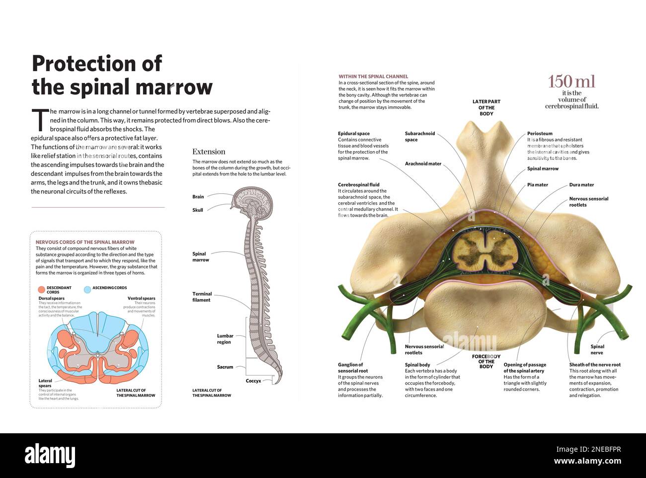 Infographic about the spinal cord, about how and why it is protected ...
