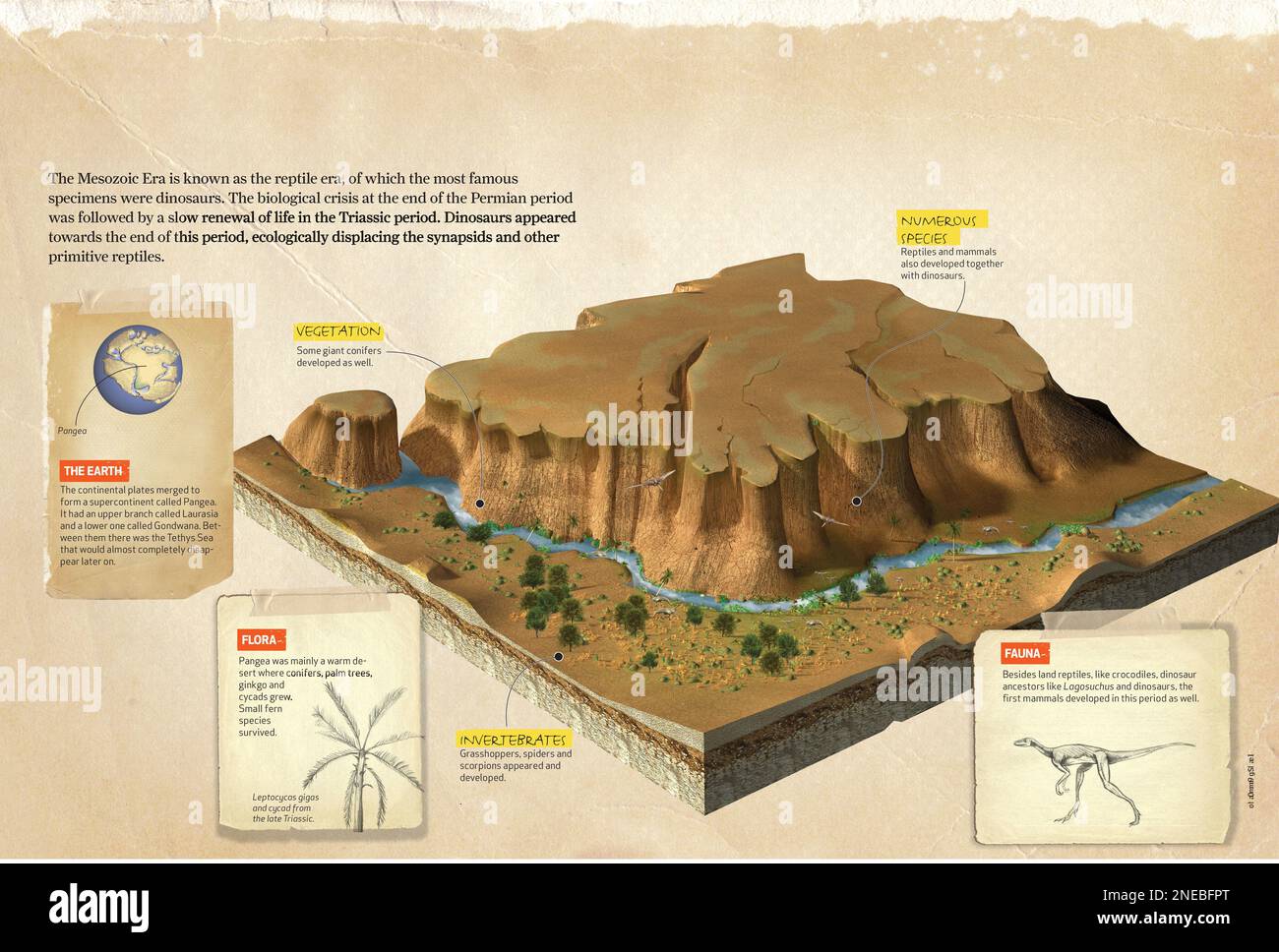 Infographics about the Triassic period of the Mesozoic era, when dinosaurs, mammals and some ...