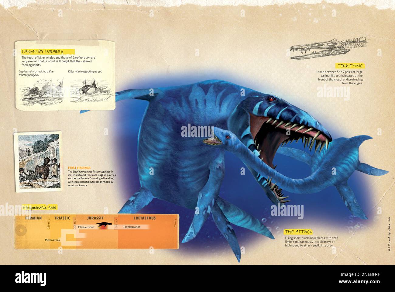 Infographics about the first discoveries of the liopleurodon, a marine ...