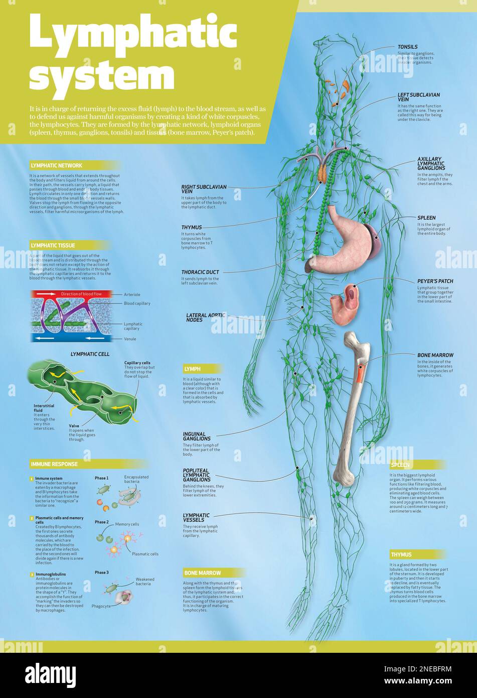 Infography on the lymphatic system. [Adobe InDesign (.indd); 3543x4842 ...