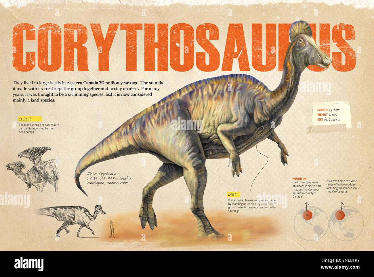 Infographics that show some of the characteristics of the corythosaurus ...