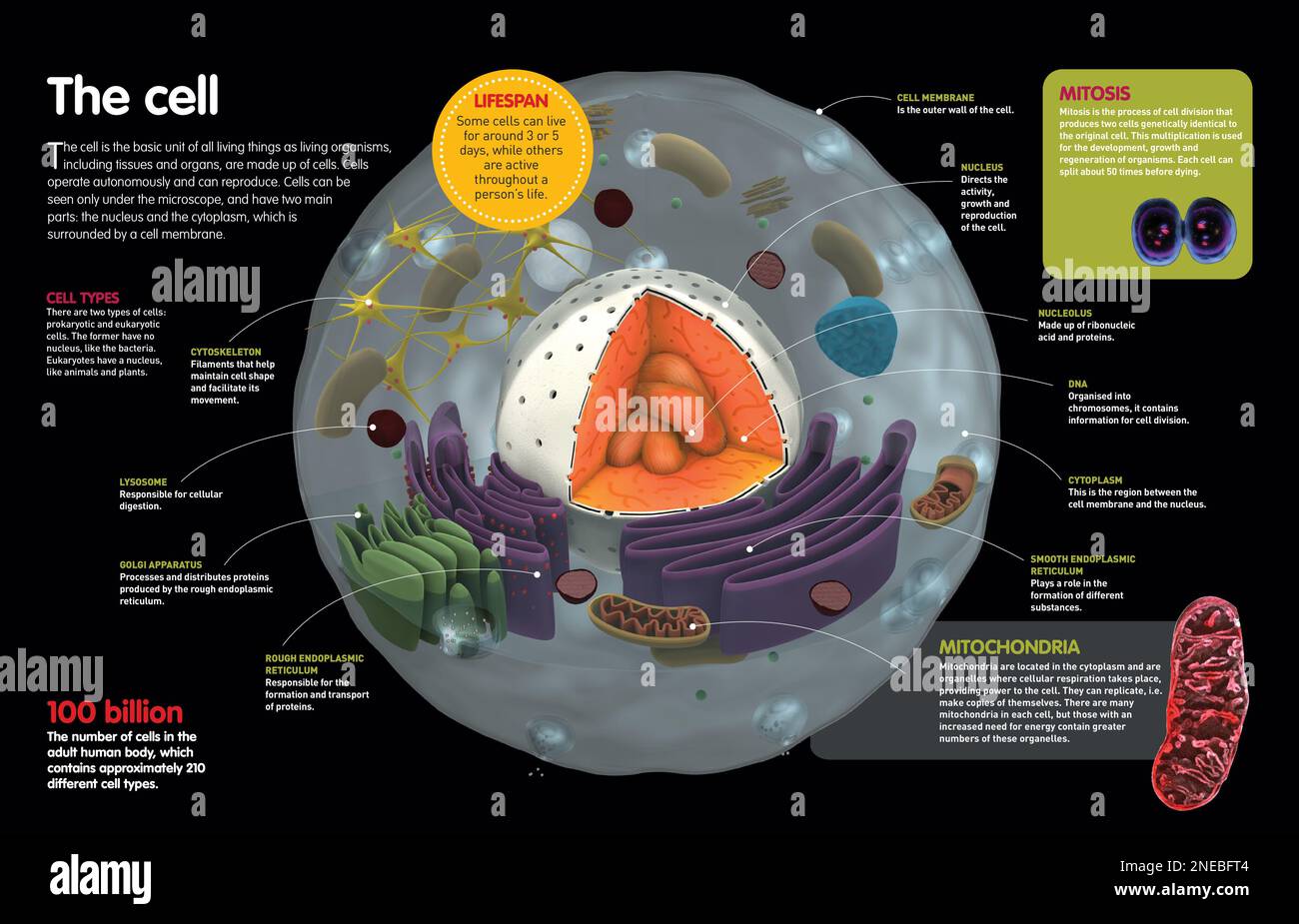 Infographic where the parts of a cell are described, its types and its ...