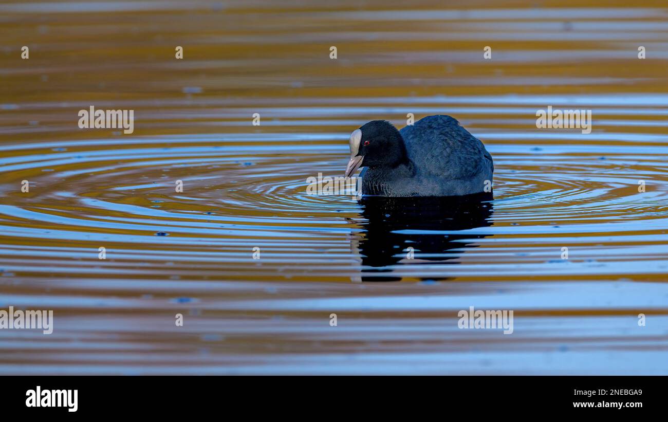 A male Eurasian Coot (fulica atra) sits amidst concentric blue rings of ... A male Eurasian Coot (fulica atra) sits amidst concentric blue rings of ...
