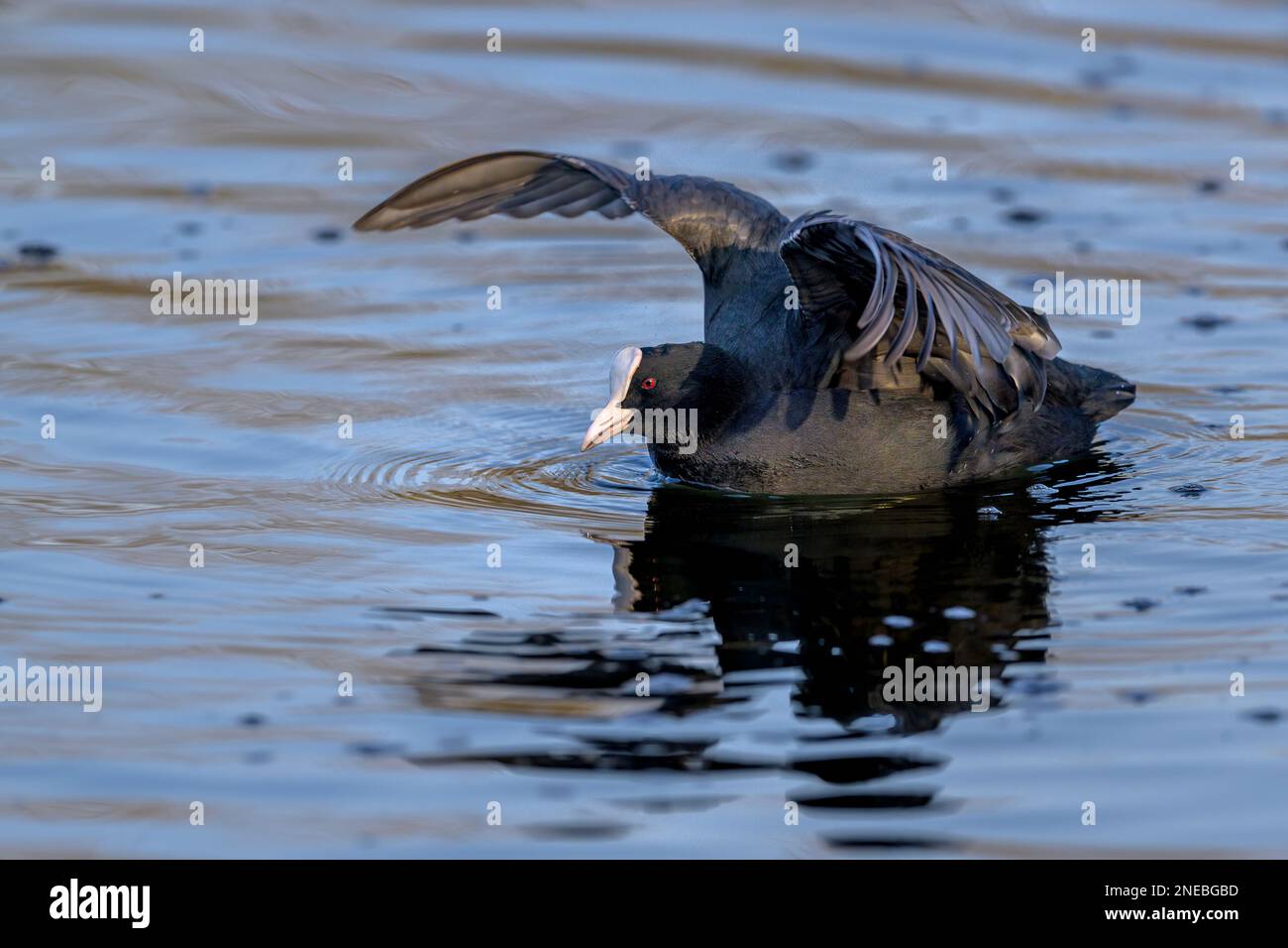 Looking menacing, an Eurasian Coot (fulica atra) dries its wings after ...