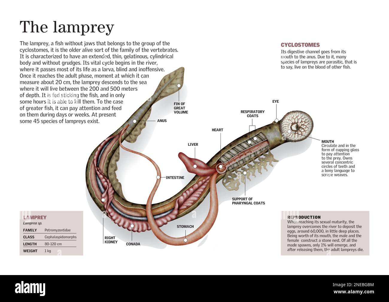 Infographic about the reproduction and morphology of the lamprey ...