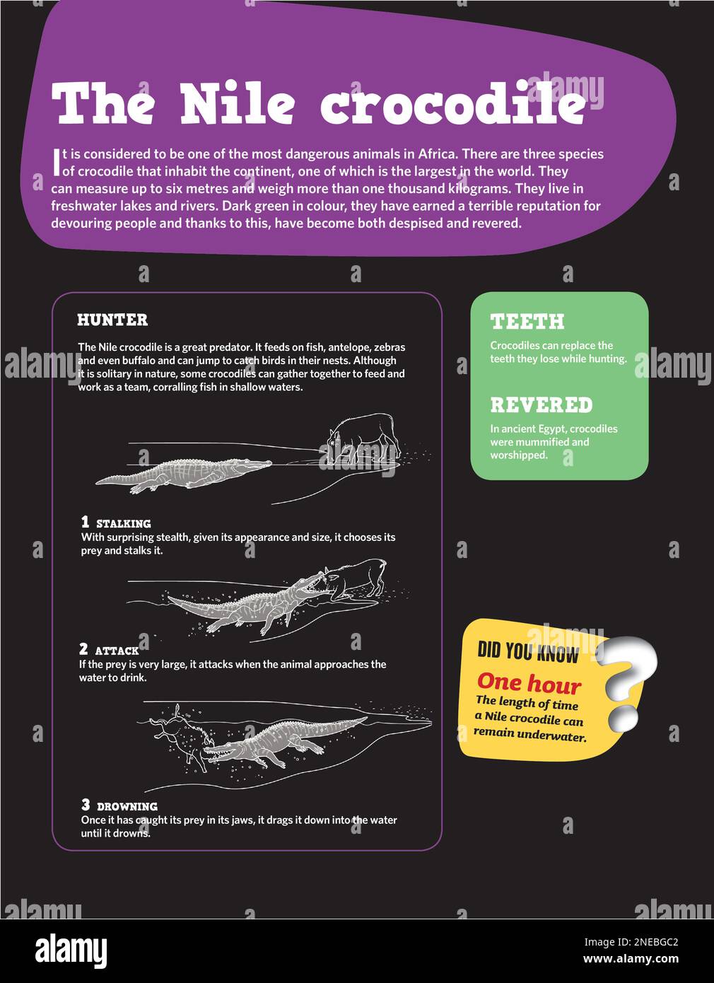 Infographic about the technique that the Nile crocodile used to attack ...