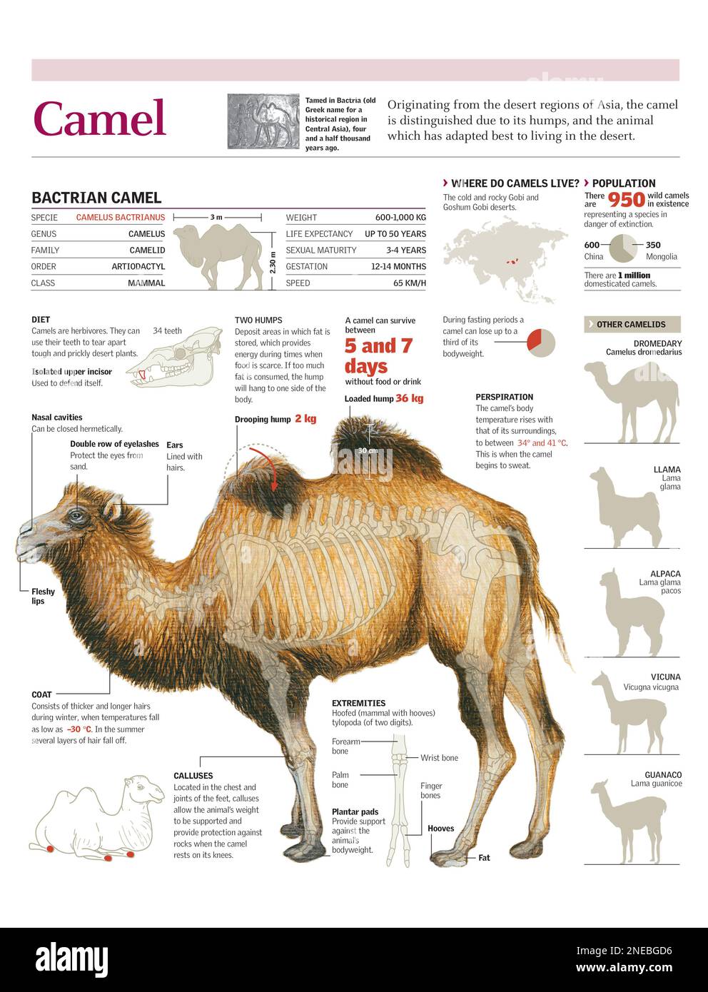 Infographics of the anatomy and habitat of the camel. [Adobe ...