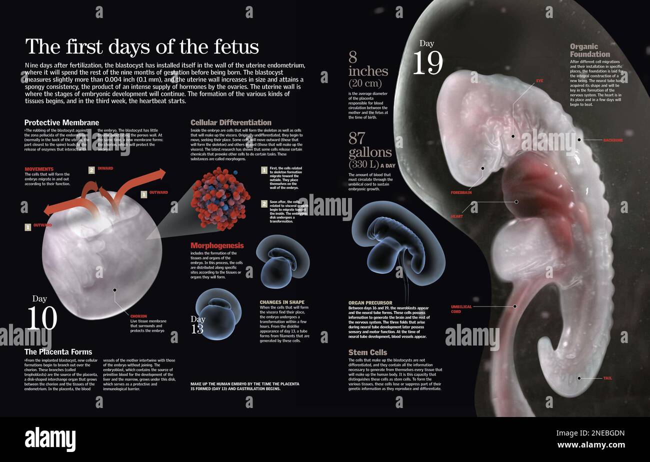Morphogenesis hi-res stock photography and images - Alamy
