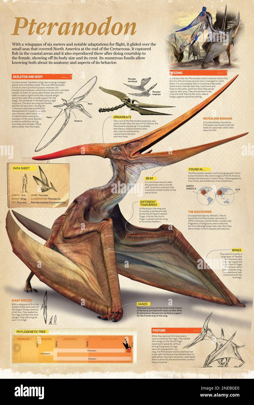 Infographic of the Pteranodon, a dinosaur that glided over the small ...