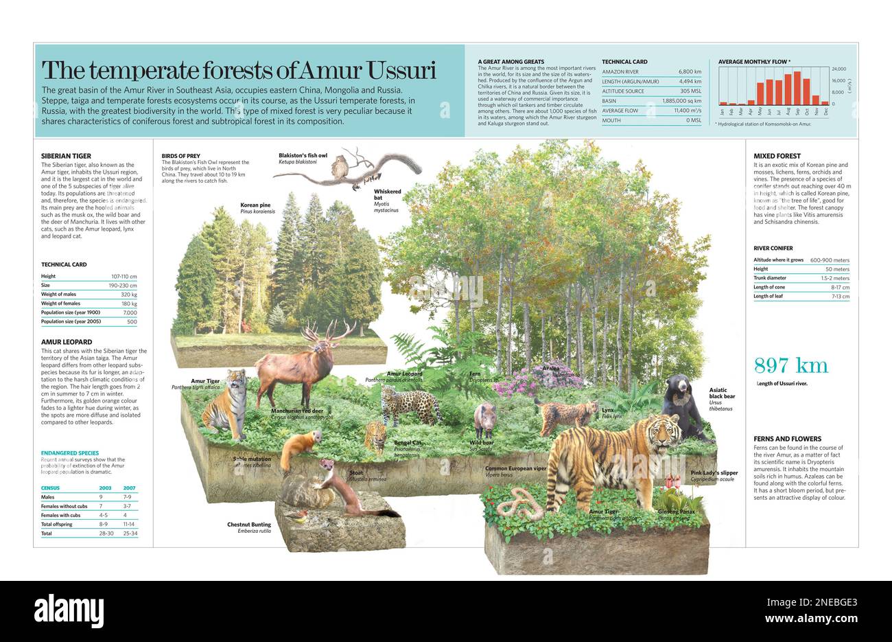 Infographic of the ecosystem of the temperate forest of Amur Ussuri ...