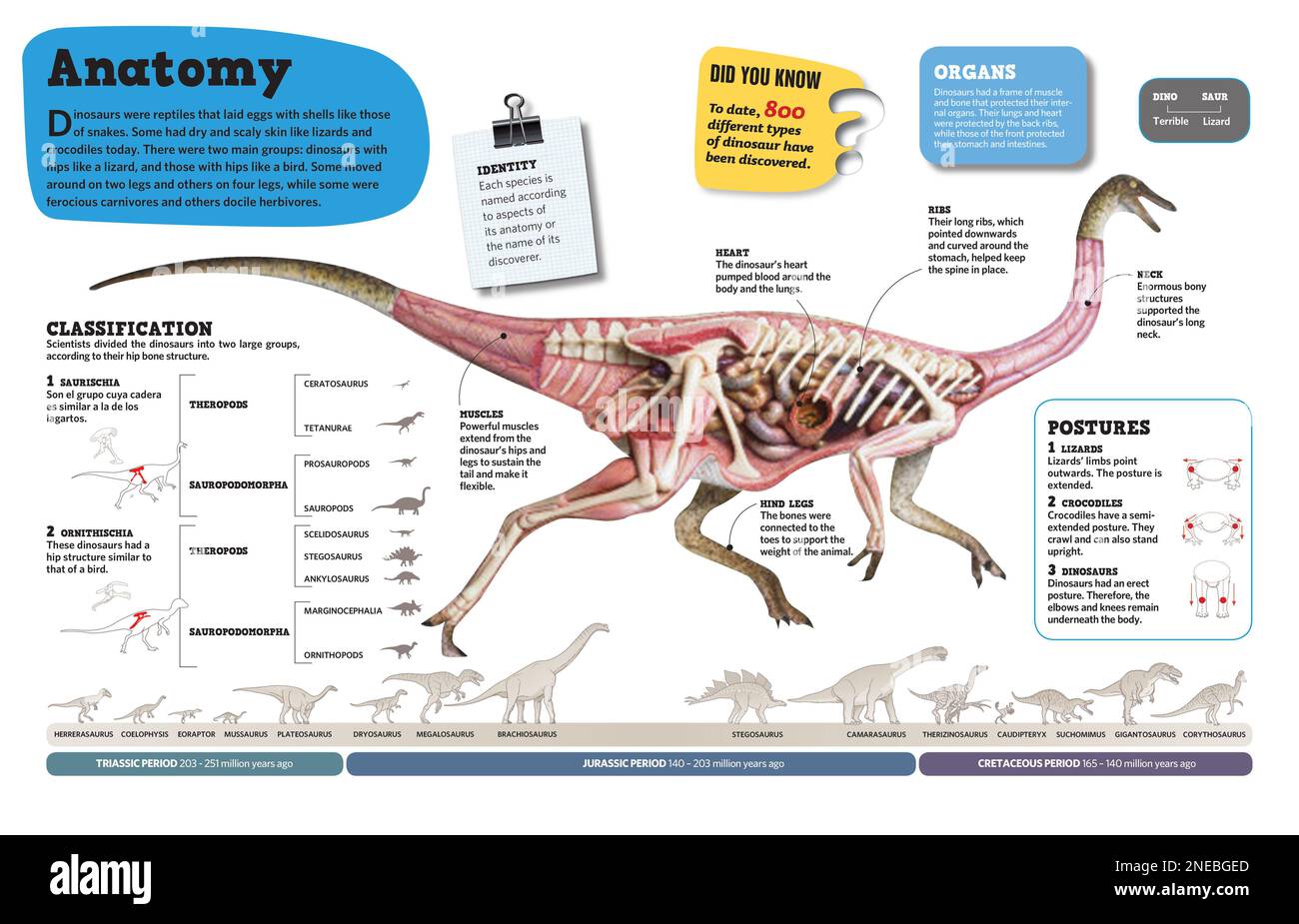 Infographic on dinosaurs: classification and anatomy. [Adobe InDesign ...