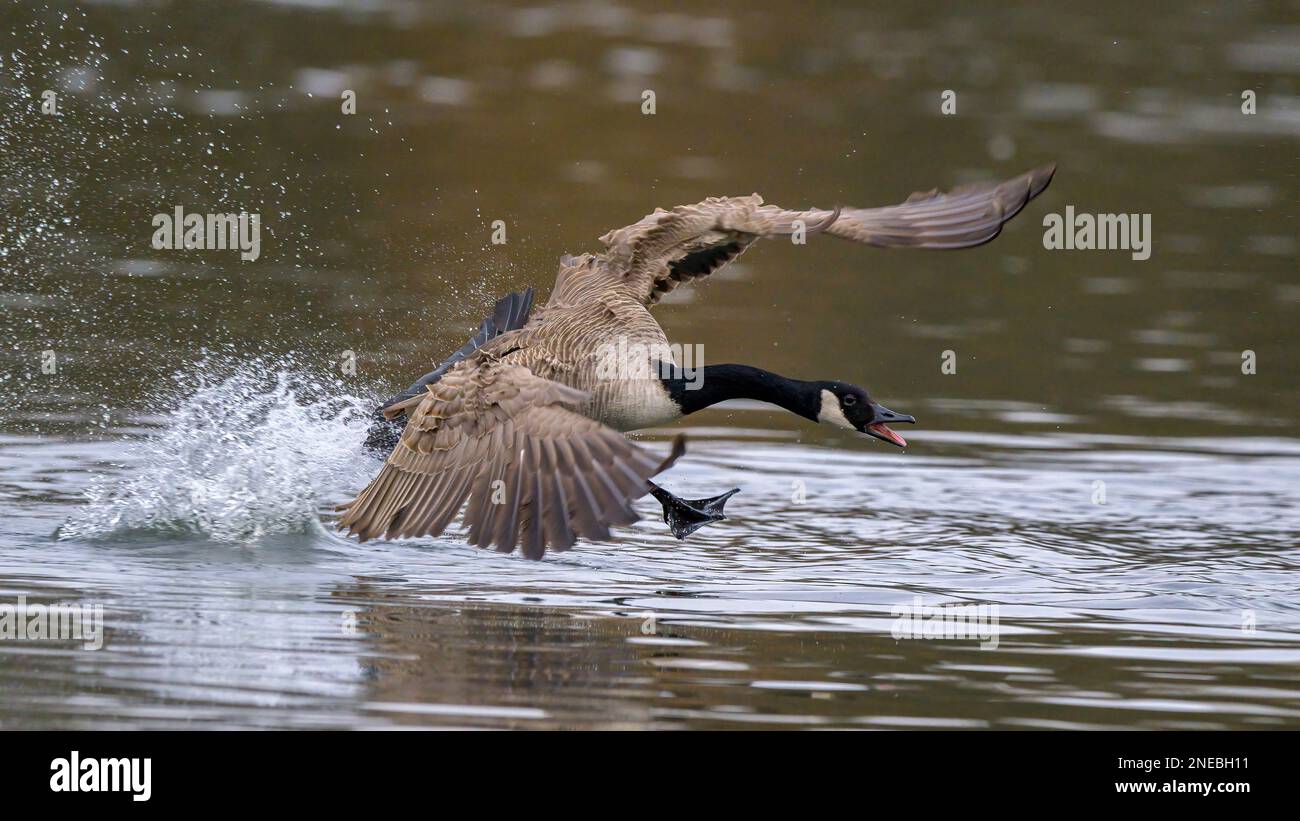 Flying posture hi-res stock photography and images - Alamy