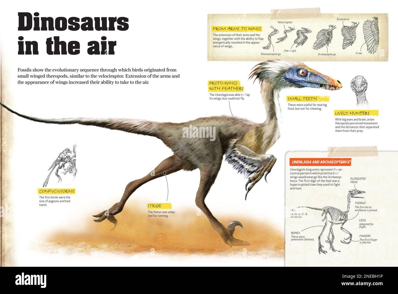 Infographics about theropods with feathers that were the precursors to ...