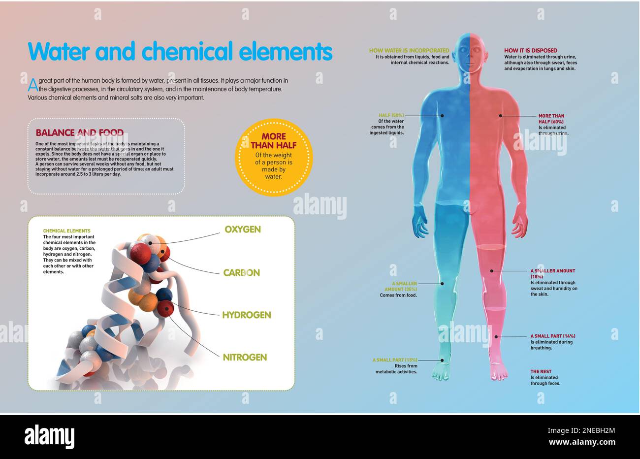 Infographic about the way water gets distributed in the human body, its ...