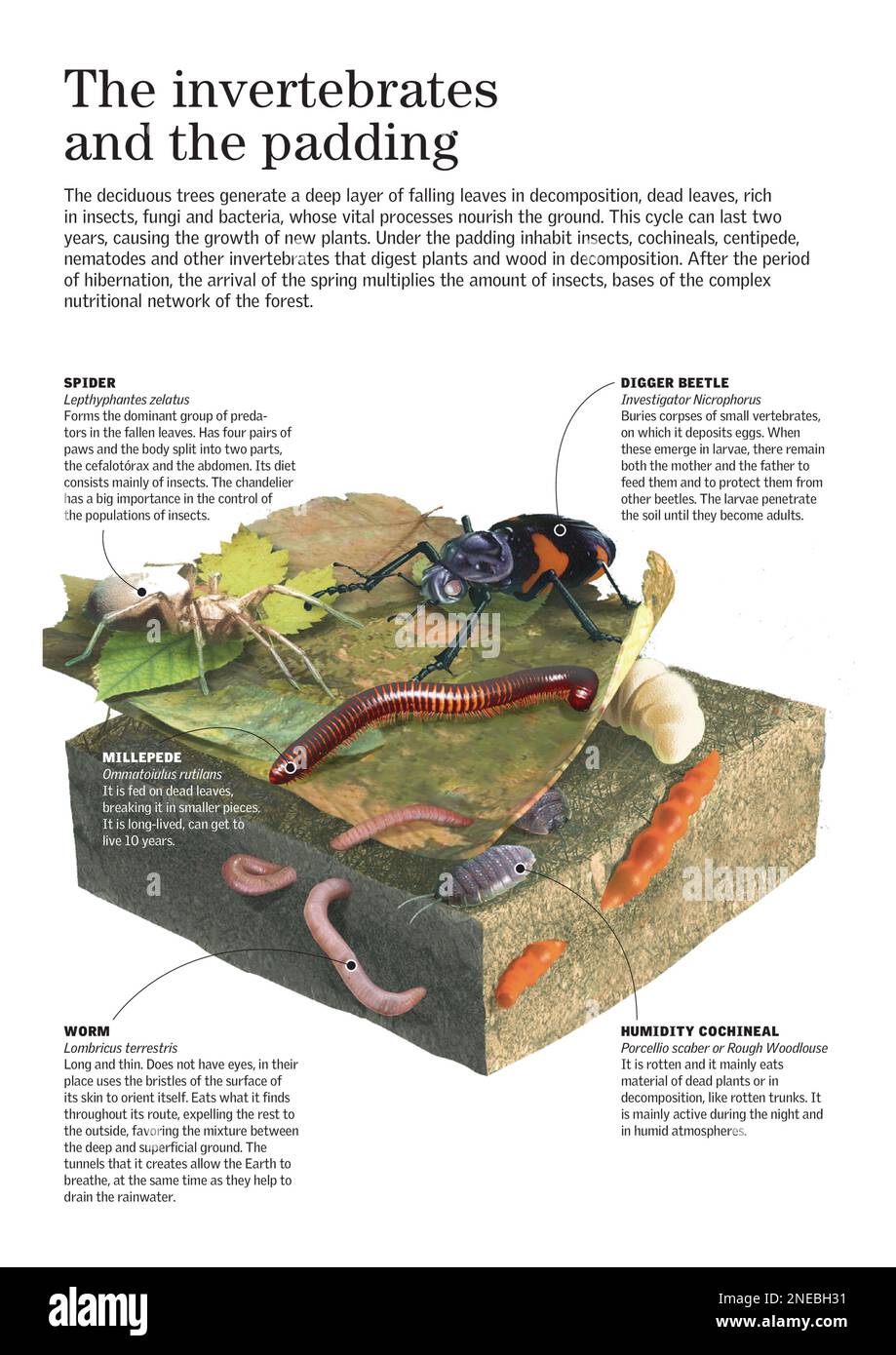 Infographic about insects, sow bugs, centipedes, nematodes and other ...