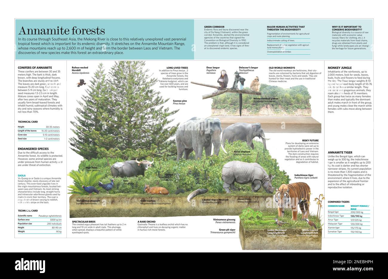 Tigers of the annamites hi-res stock photography and images - Alamy