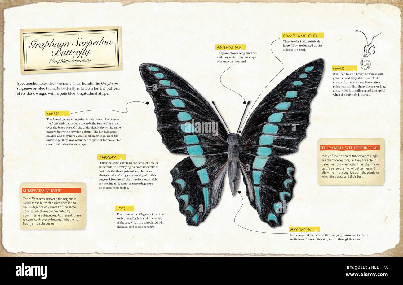 Infographic of the anatomy of Graphium Sarpedon Butterfly (Graphium ...