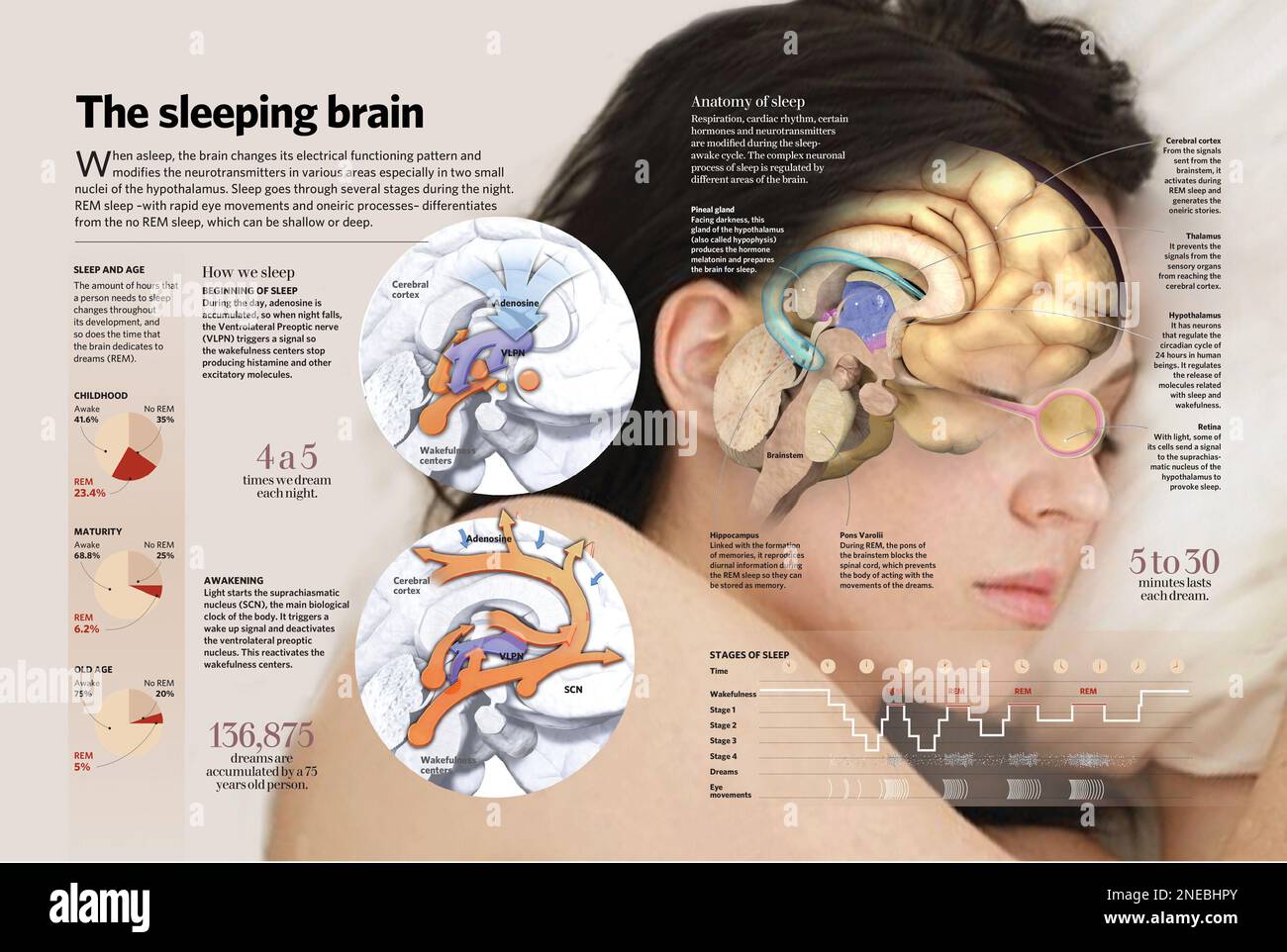 Infographic that analyze sleep, its relation with age and its different ...