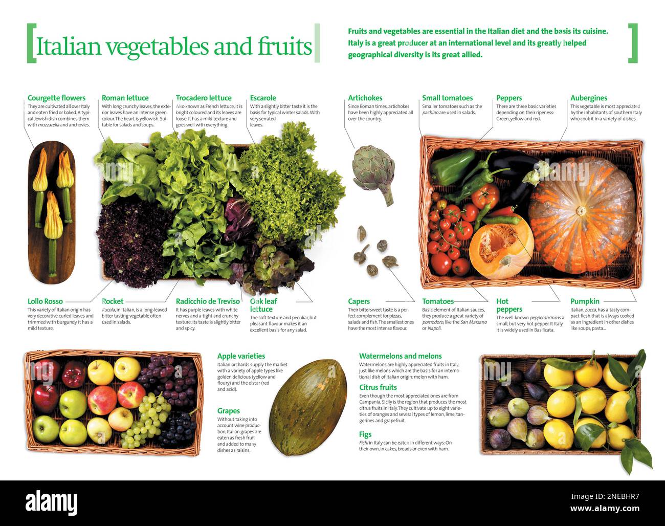 Infographics about typical Italian varieties of vegetables, garden ...