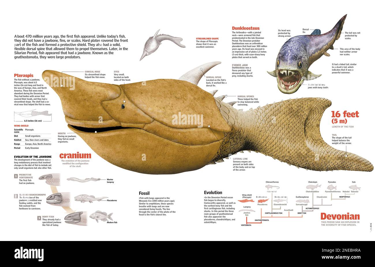 Infographic of the first fish species appeared on Earth. [QuarkXPress ...