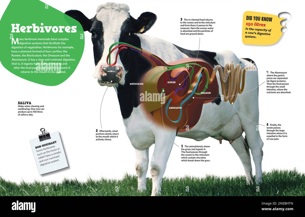 Infographic on the herbivores, especially on the cow. [Adobe InDesign (.indd); 4960x3188] Stock ...