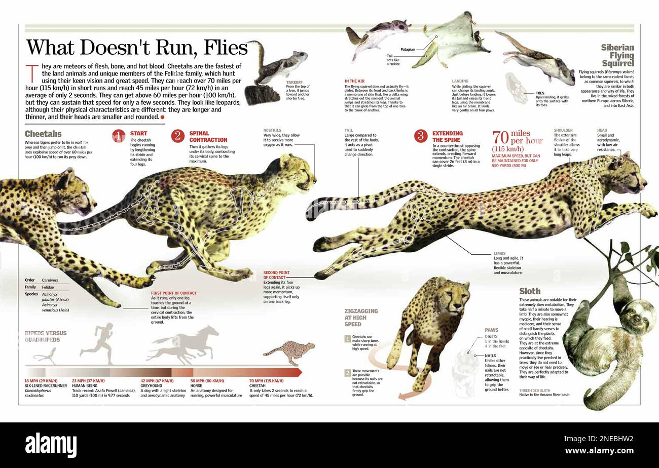 Infographic on cheetah speed. [QuarkXPress (.qxp); 6259x4015] Stock ...