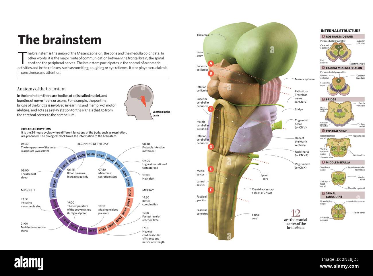Infographic about the brainstem, its anatomy and inner structure ...