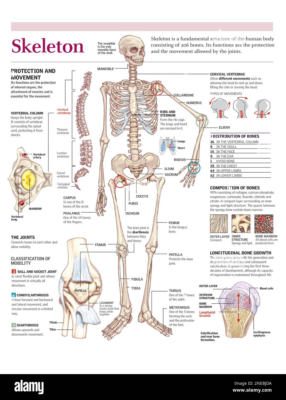 Infographics of the structure and composition of the human skeleton ...
