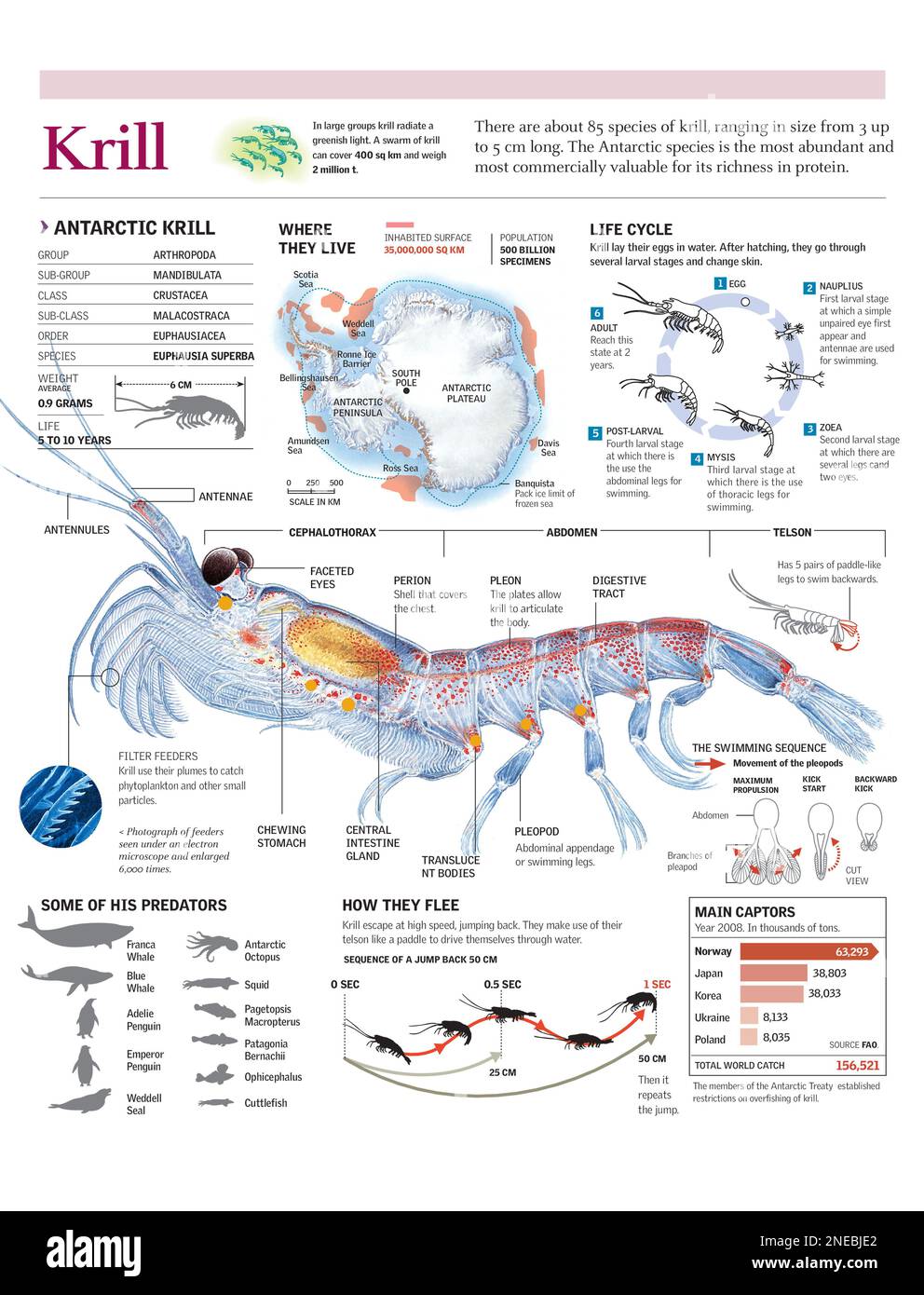 Antarctic Krill Diagram