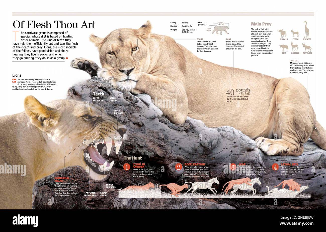 Infographic on the technique of hunting lionesses. [Adobe InDesign ...