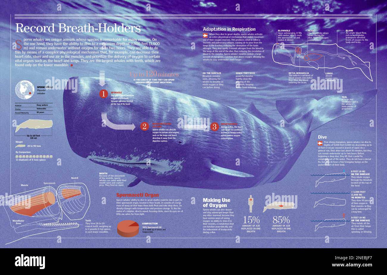 Infographic on the respiratory system of sperm whales. [QuarkXPress ...