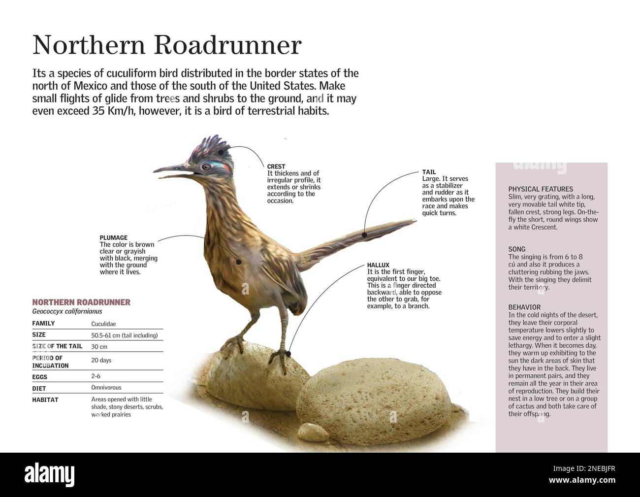 Birds morphology hi-res stock photography and images - Alamy